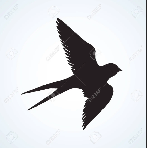 swallow – Amara Capital Group